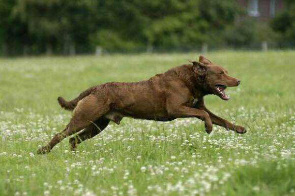 How to Train Your Dog Not to Run Away – JUPUDA